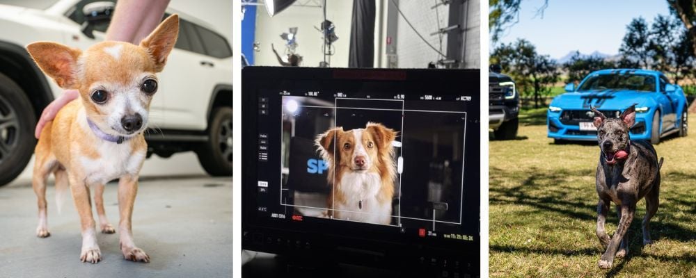 2025: A Year of Paw-sitive Impact & Big Wins | RSPCA Lottery